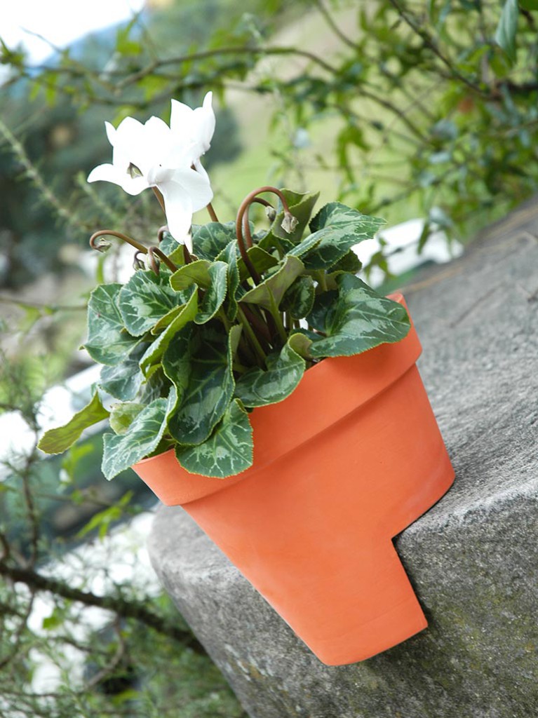 Half pot - estudimoline